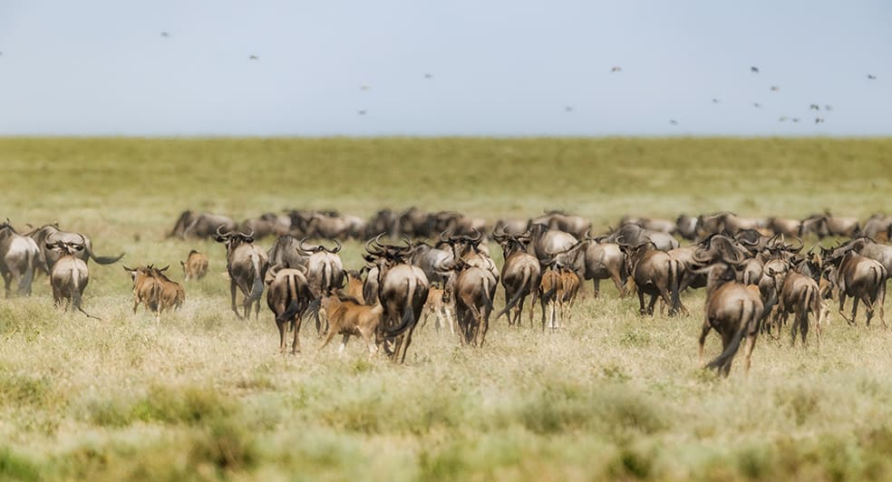 Serengeti Explorer by Elewana | Minor Hotels