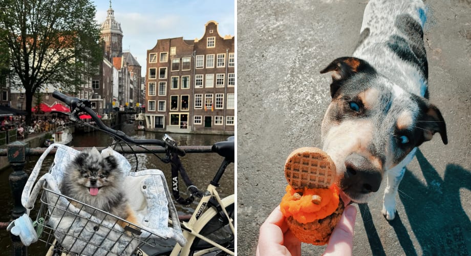 pet friendly holidays